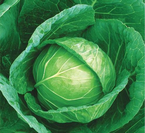 RARE BALL F1 · Kaneko Seeds Philippines : Kaneko Seeds Philippines