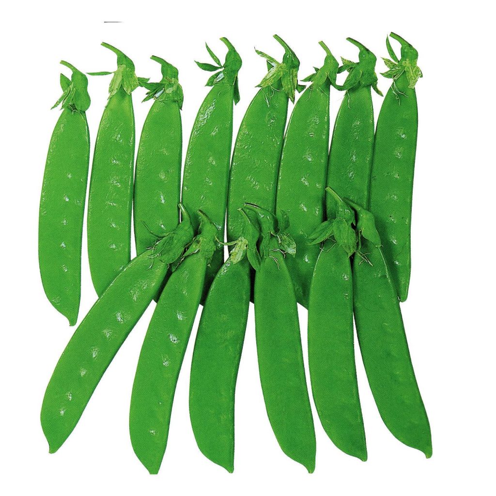 Sweet pea Archives · Kaneko Seeds Philippines : Kaneko Seeds Philippines